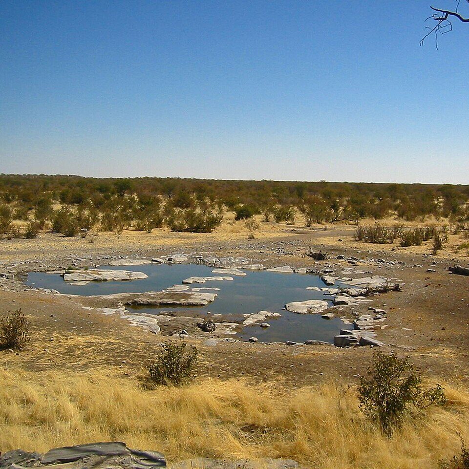 Etosha Self-Drive Safari | Namibia’s Premier Wildlife Park - Wild ...