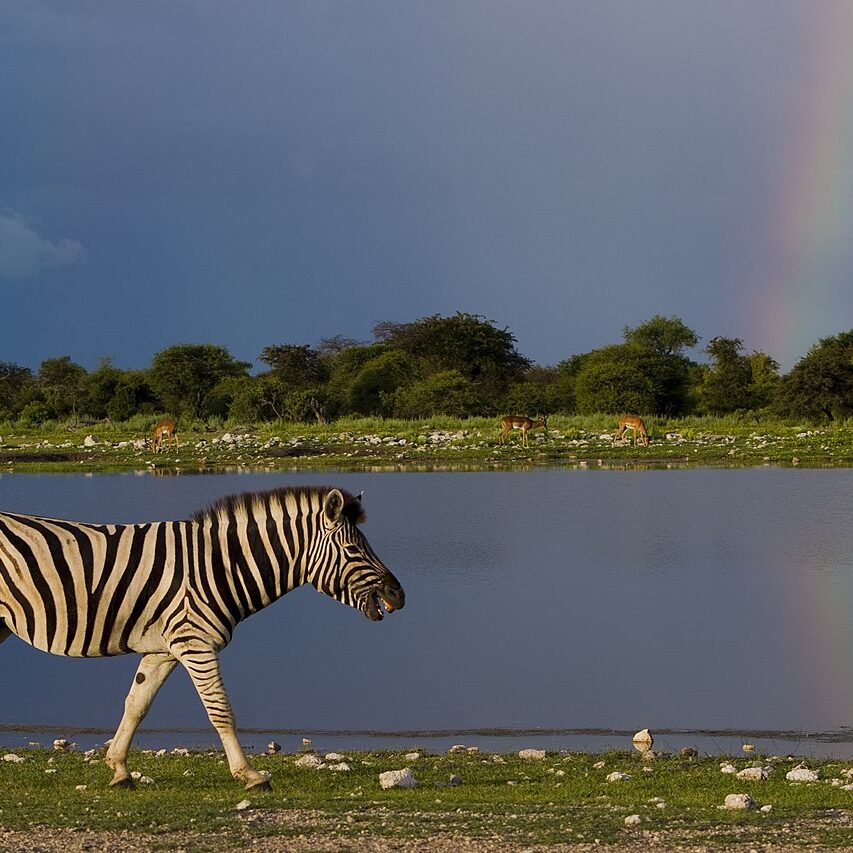 Namibia Self-Drive Safaris | Ultimate Road Trip Adventures in Namibia ...