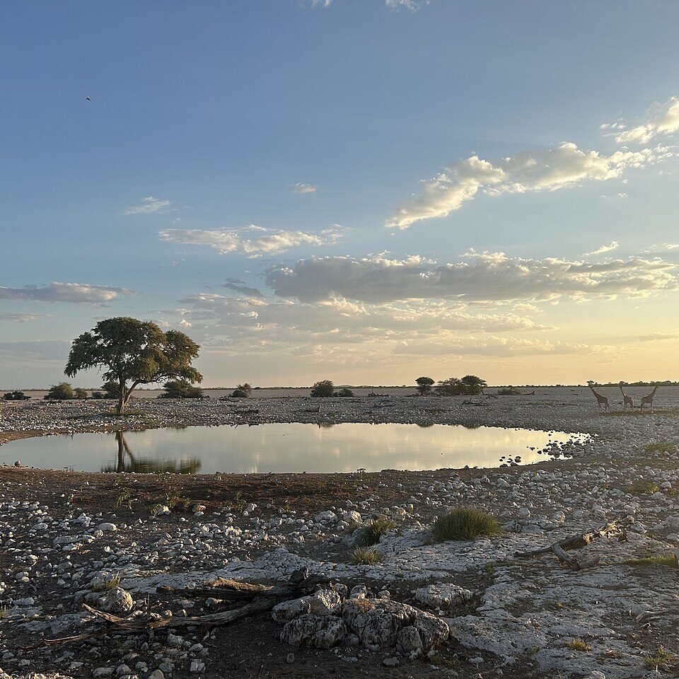 Etosha Self-Drive Safari | Namibia’s Premier Wildlife Park - Wild ...
