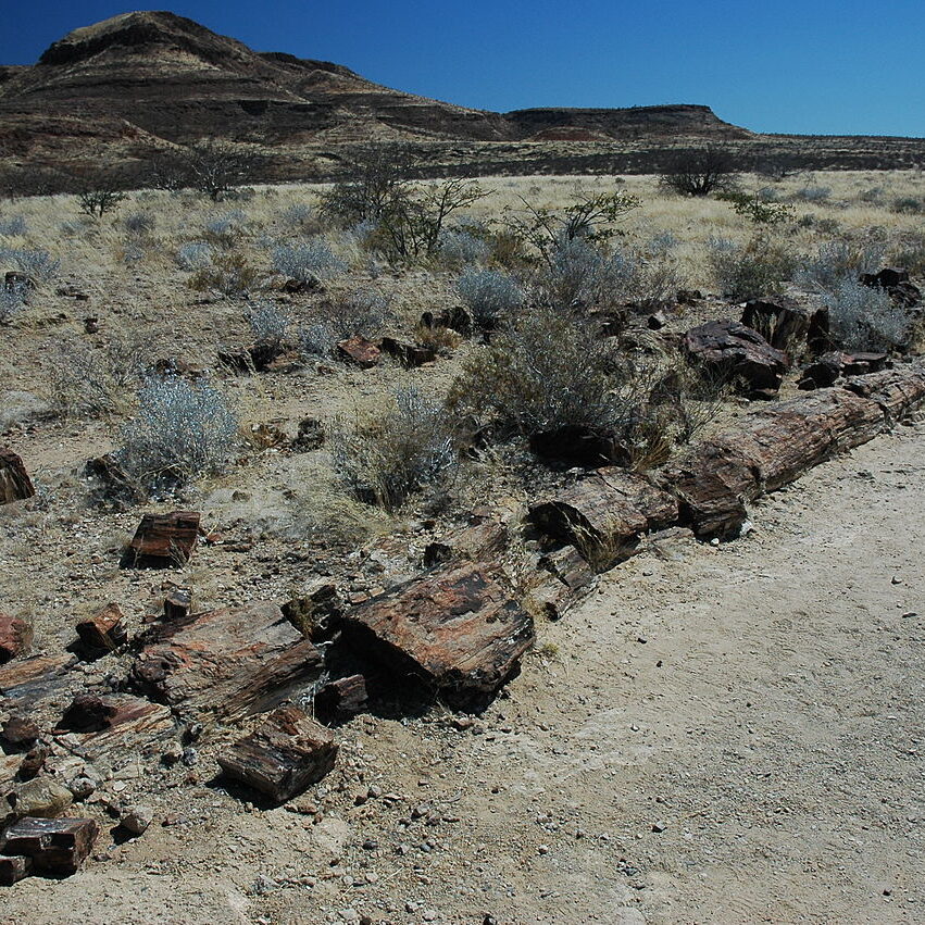 Petrified Forest Self-Drive | Fossilised Trees Namibia - Wild Cherry ...