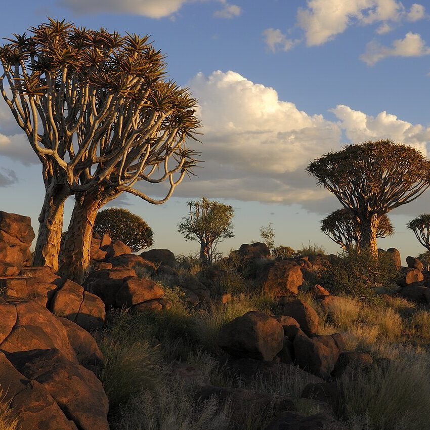 Quiver Tree Forest Self-Drive | Iconic Namibia - Wild Cherry Adventures