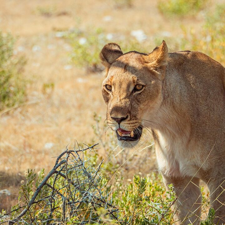Windhoek Self-Drive | Gateway to Namibia’s Road Trip Adventures - Wild ...