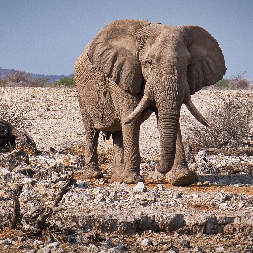 Namibia Self-Drive Safaris | Ultimate Road Trip Adventures in Namibia ...